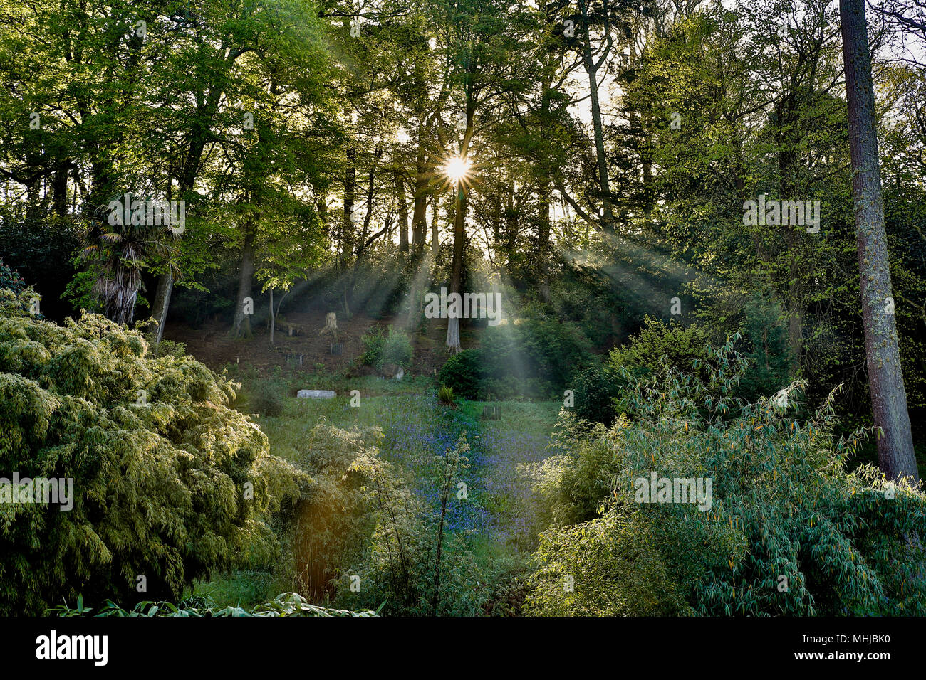 Trebah Garden; Spring; Cornwall UK Stock Photo - Alamy