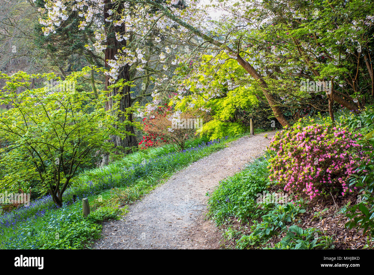Trebah Garden; Spring; Cornwall; UK Stock Photo - Alamy