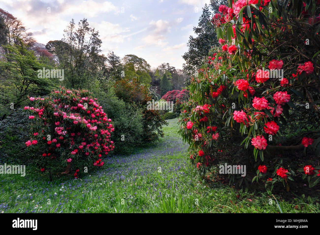 Trebah Garden; Spring; Cornwall; UK Stock Photo - Alamy