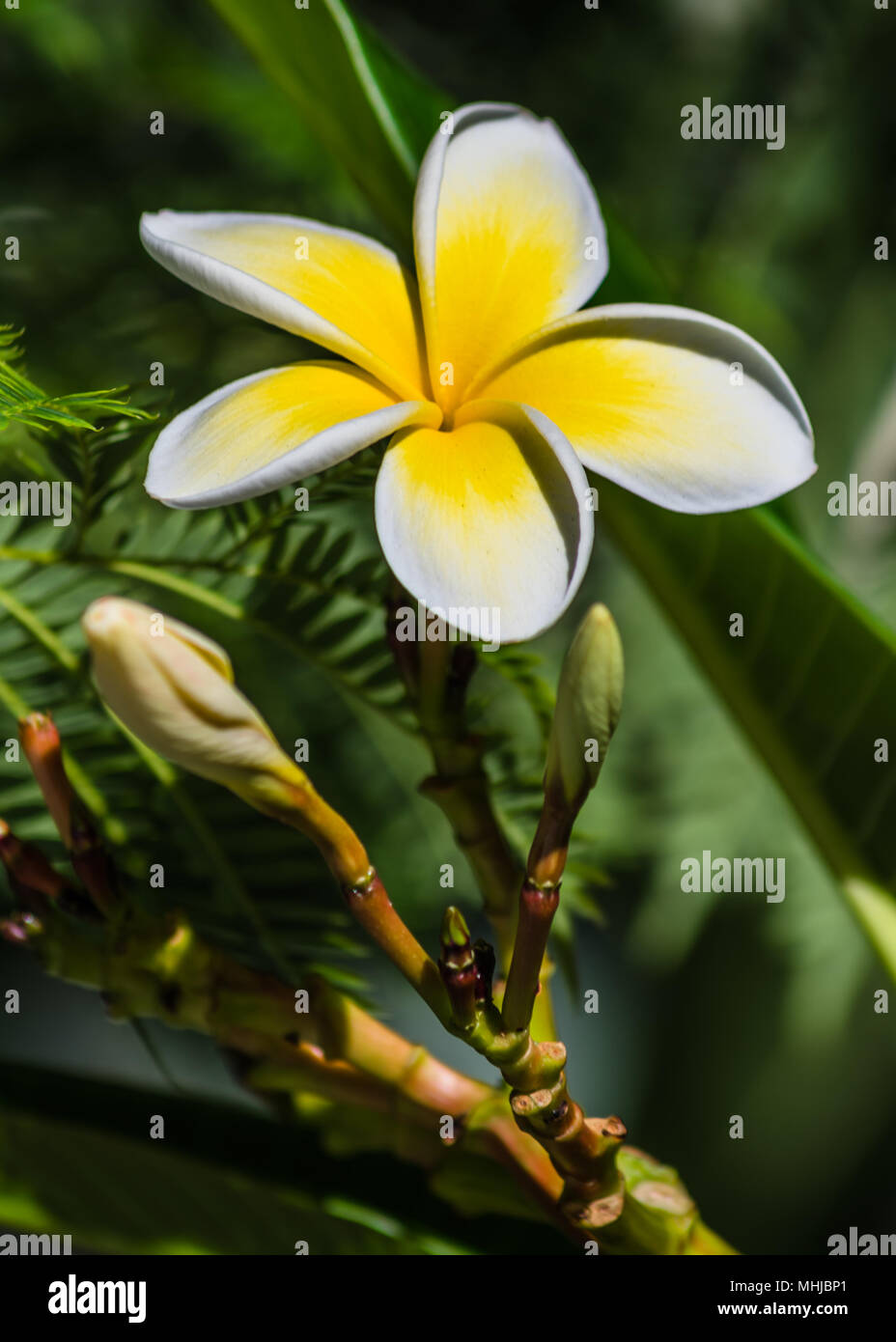 Australia frangipani tree hi-res stock photography and images - Alamy