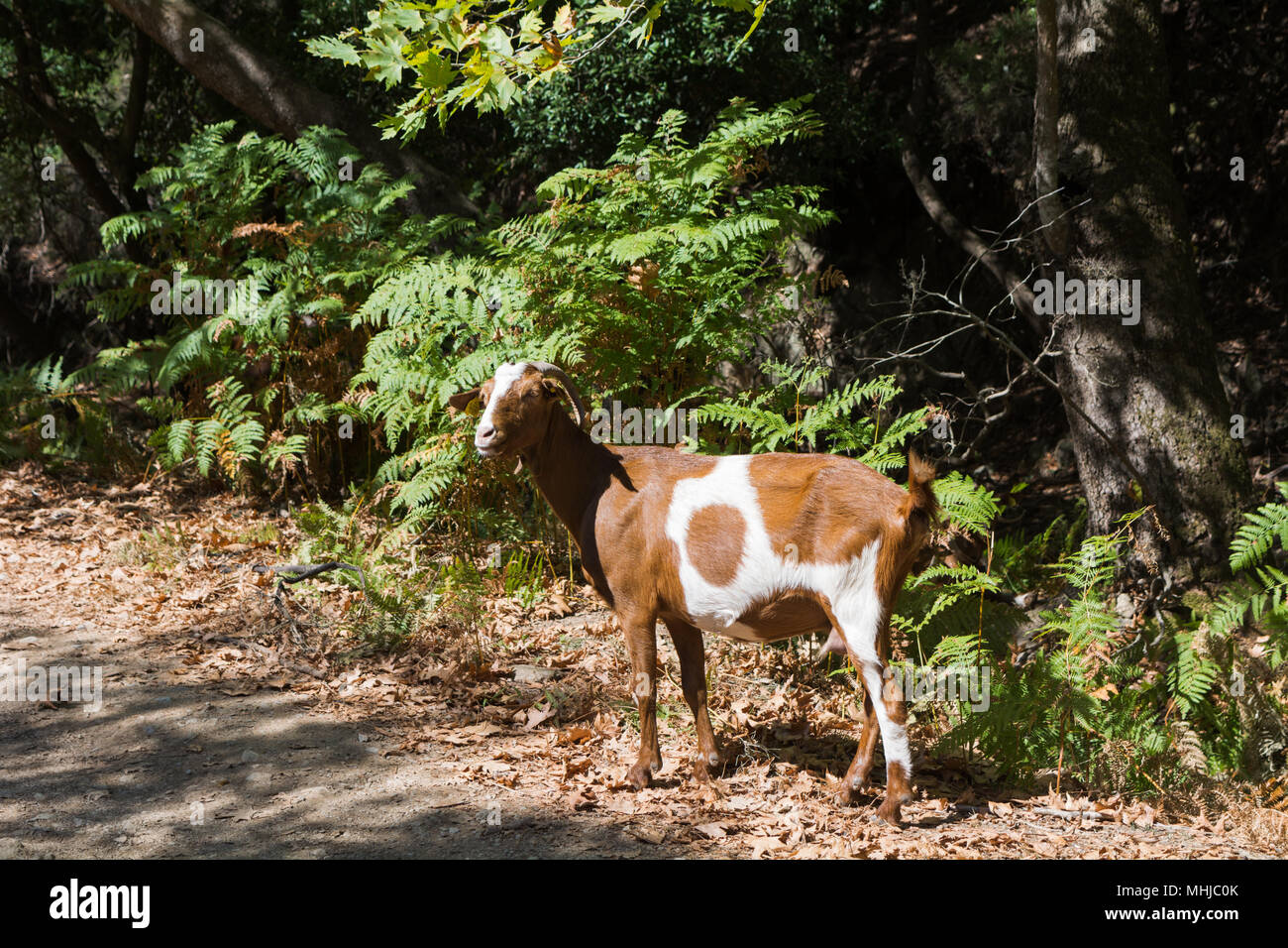 Skiathos wildlife hi-res stock photography and images - Alamy
