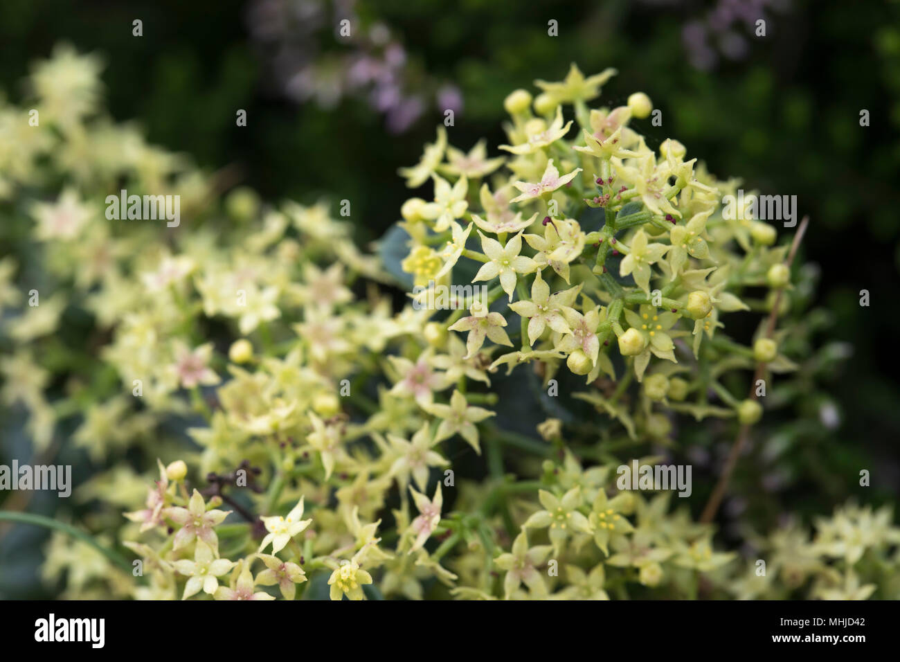 Wild Madder; Rubia peregrina Flowering Cornwall; UK Stock Photo - Alamy