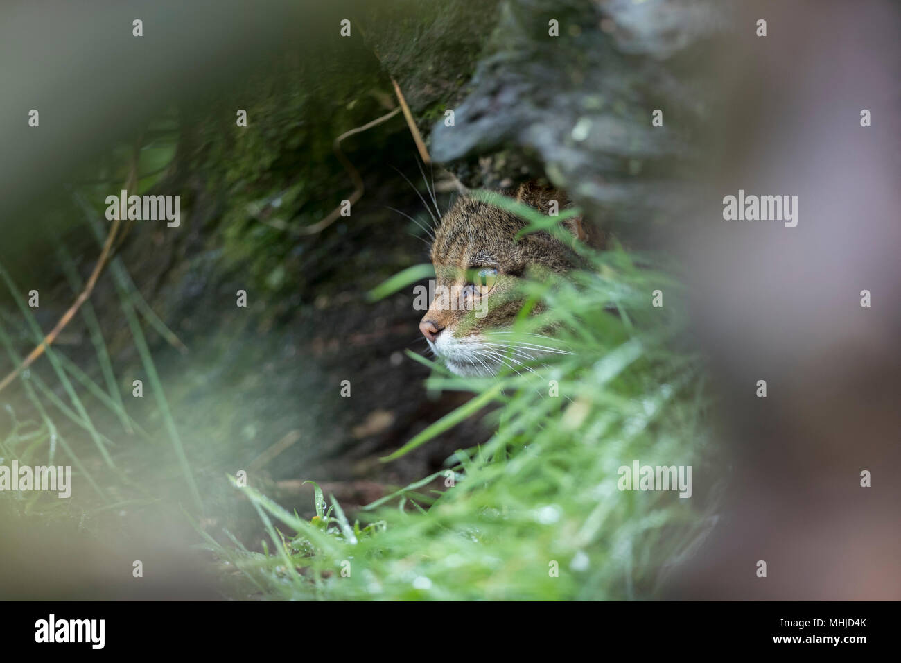 Under log hi-res stock photography and images - Alamy