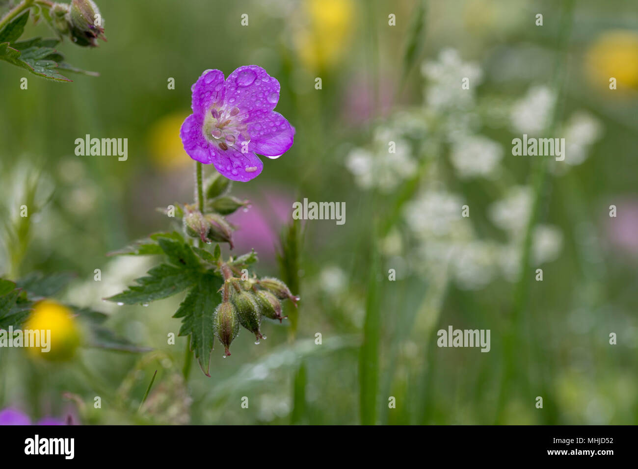 Wood Cranesbill; Geranium sylvaticum Meadow; Yorkshire; UK Stock Photo ...