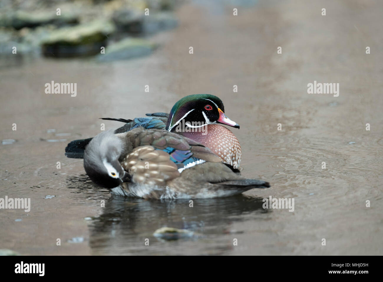 Wood Duck; Aix sponsa Pair; Female Preening Lancashire; UK Stock Photo ...