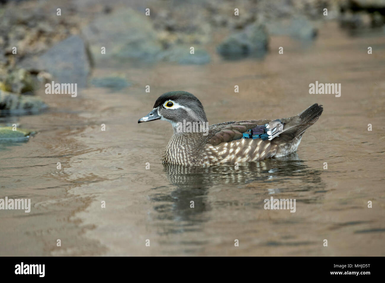 Wood Duck; Aix sponsa Single; Female Lancashire; UK Stock Photo - Alamy