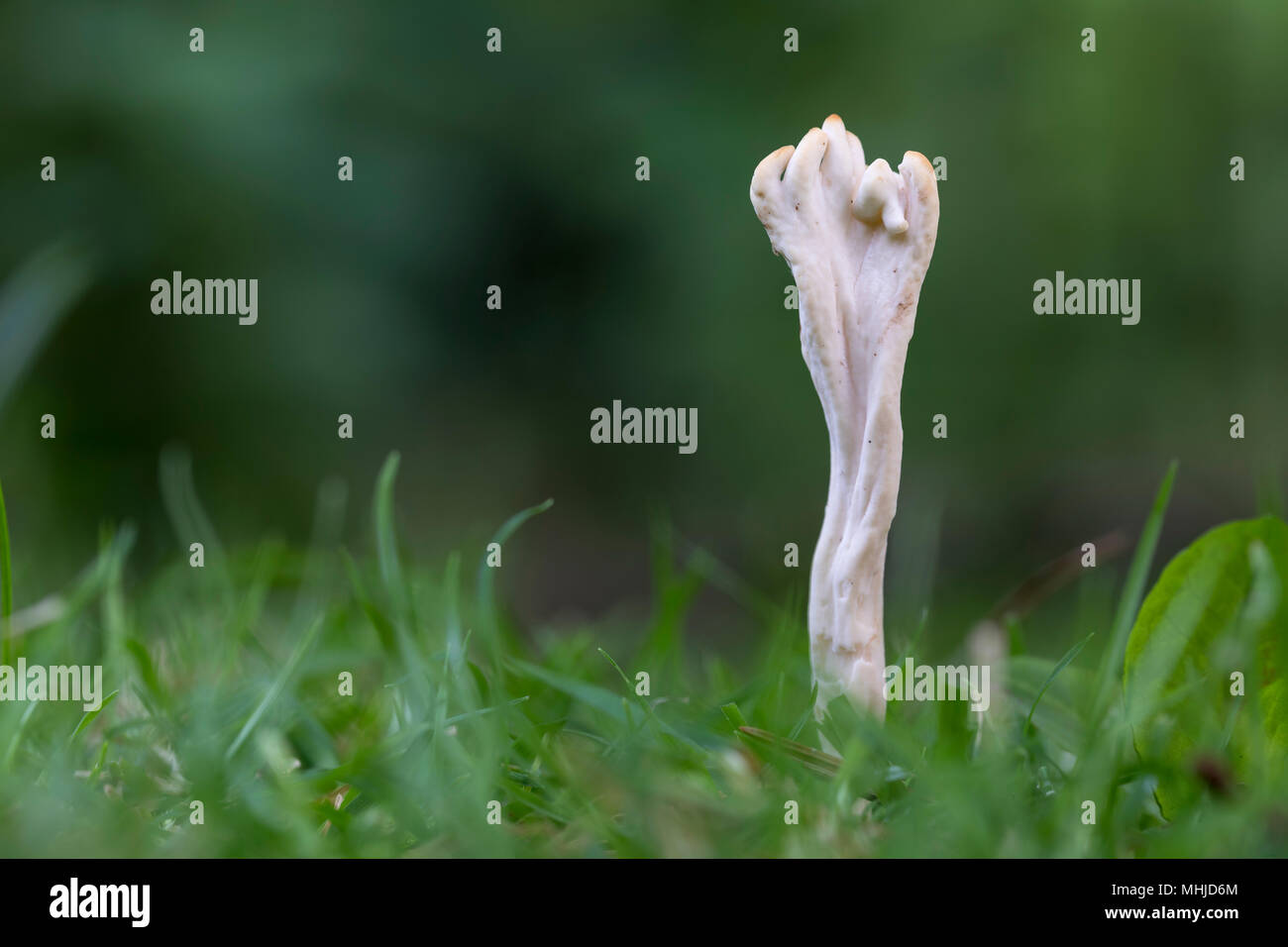 Wrinkled Club Fungus; Clavulina rugosa Cornwall; UK Stock Photo - Alamy