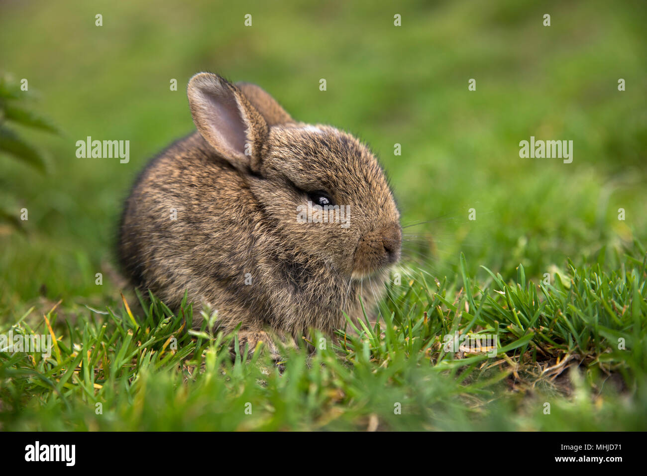 Juvenile cute hi-res stock photography and images - Alamy