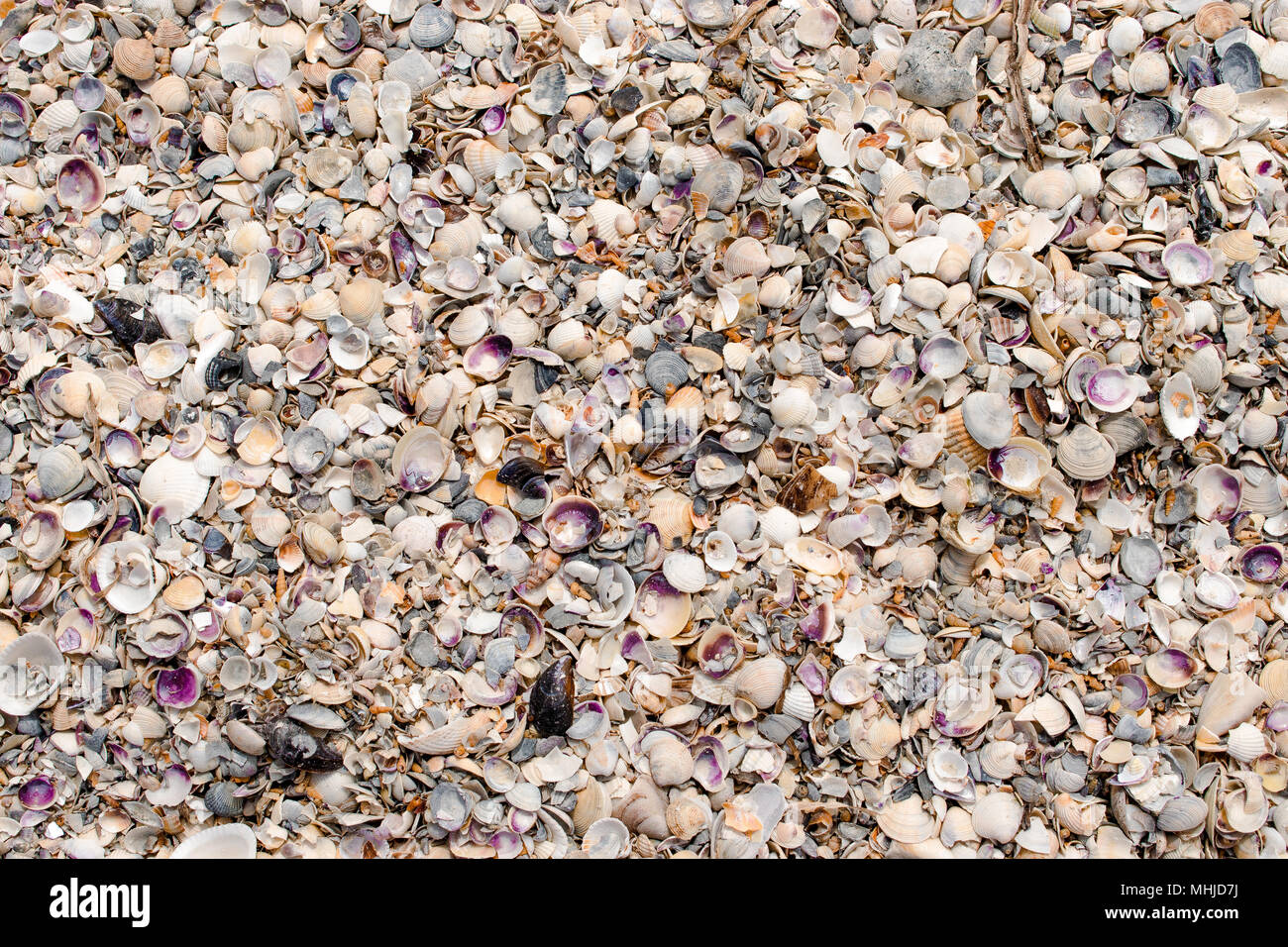 Natural sand and shells background Stock Photo - Alamy