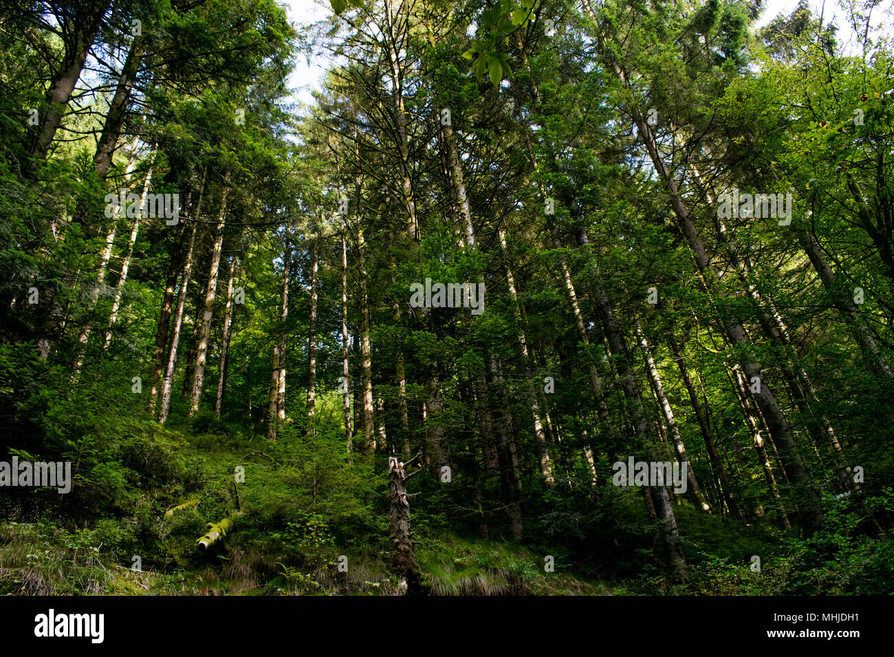 Der wald in deutschland hi-res stock photography and images - Alamy