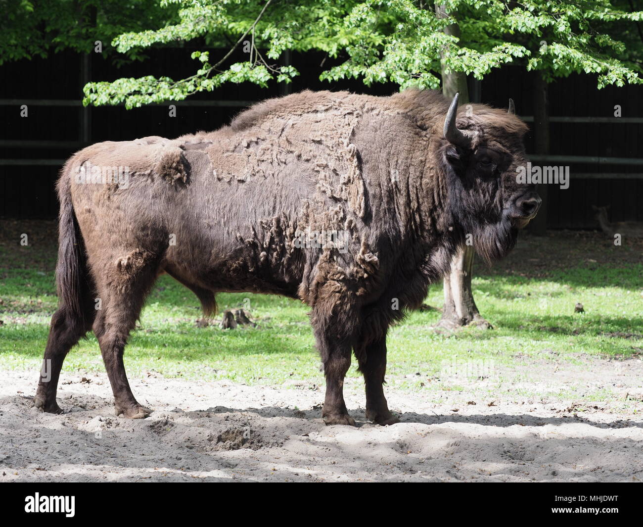 Danger european bison stands alone on sandy ground in enclosure at city ...