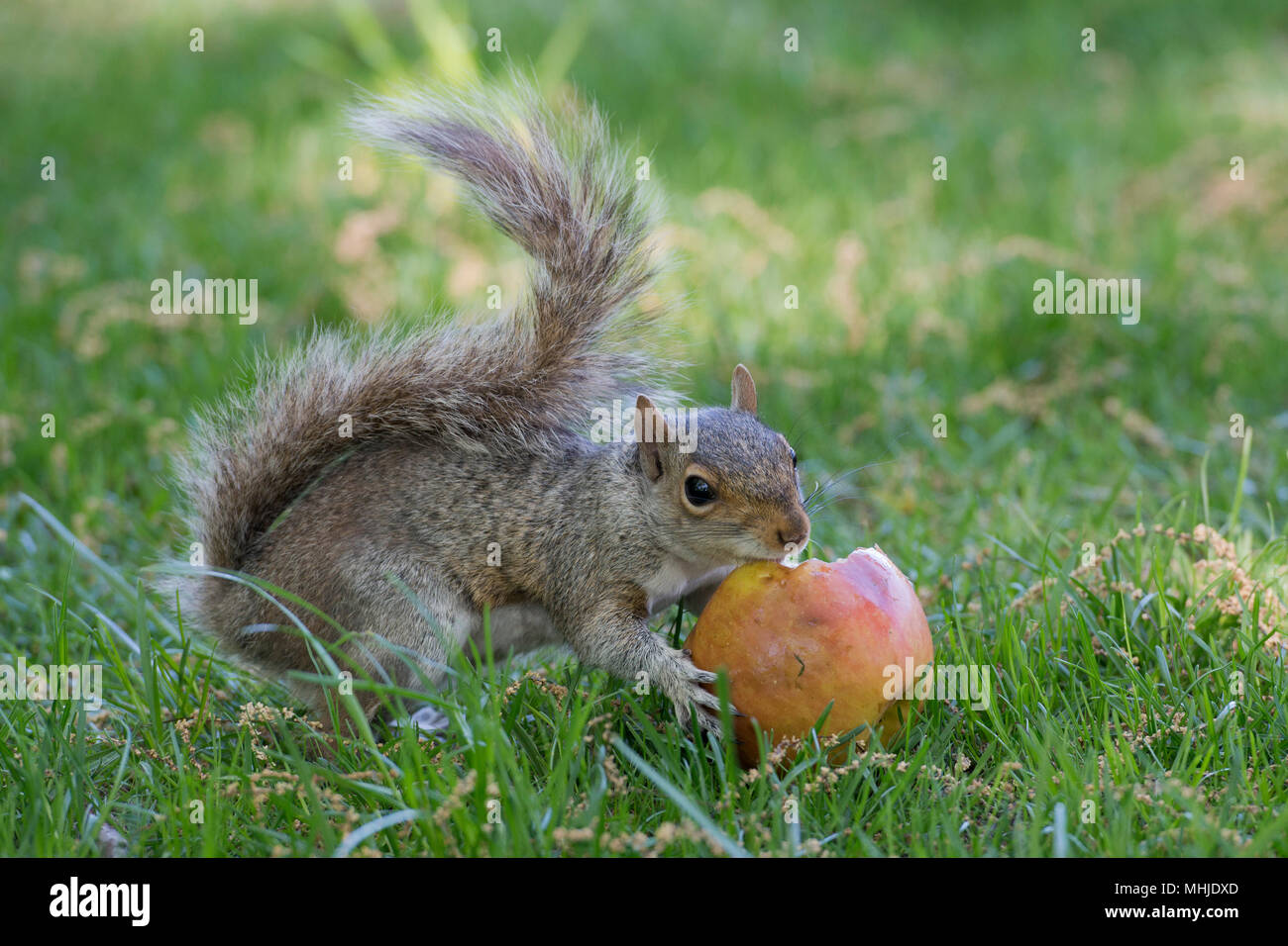 Grey squirrel eating apple hi-res stock photography and images - Alamy