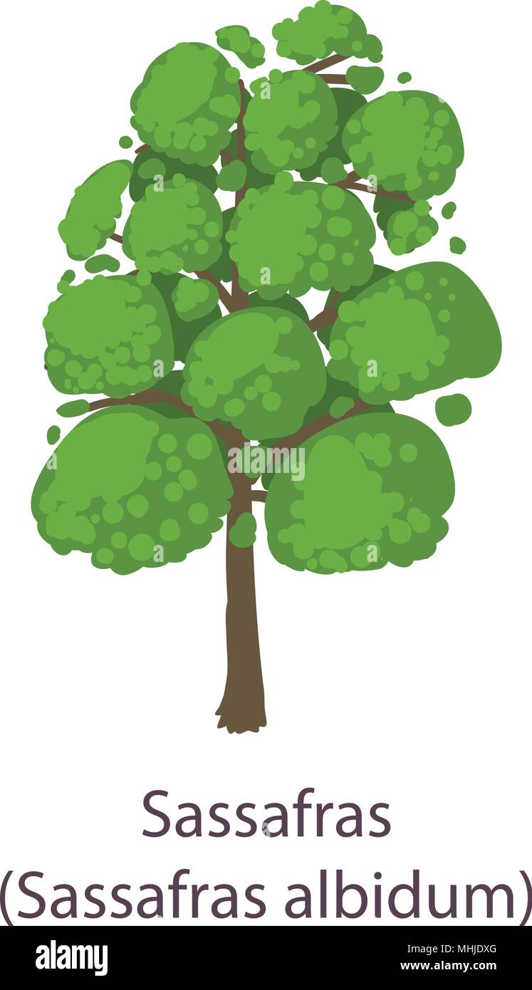 Sassafras tree Stock Vector Images - Alamy