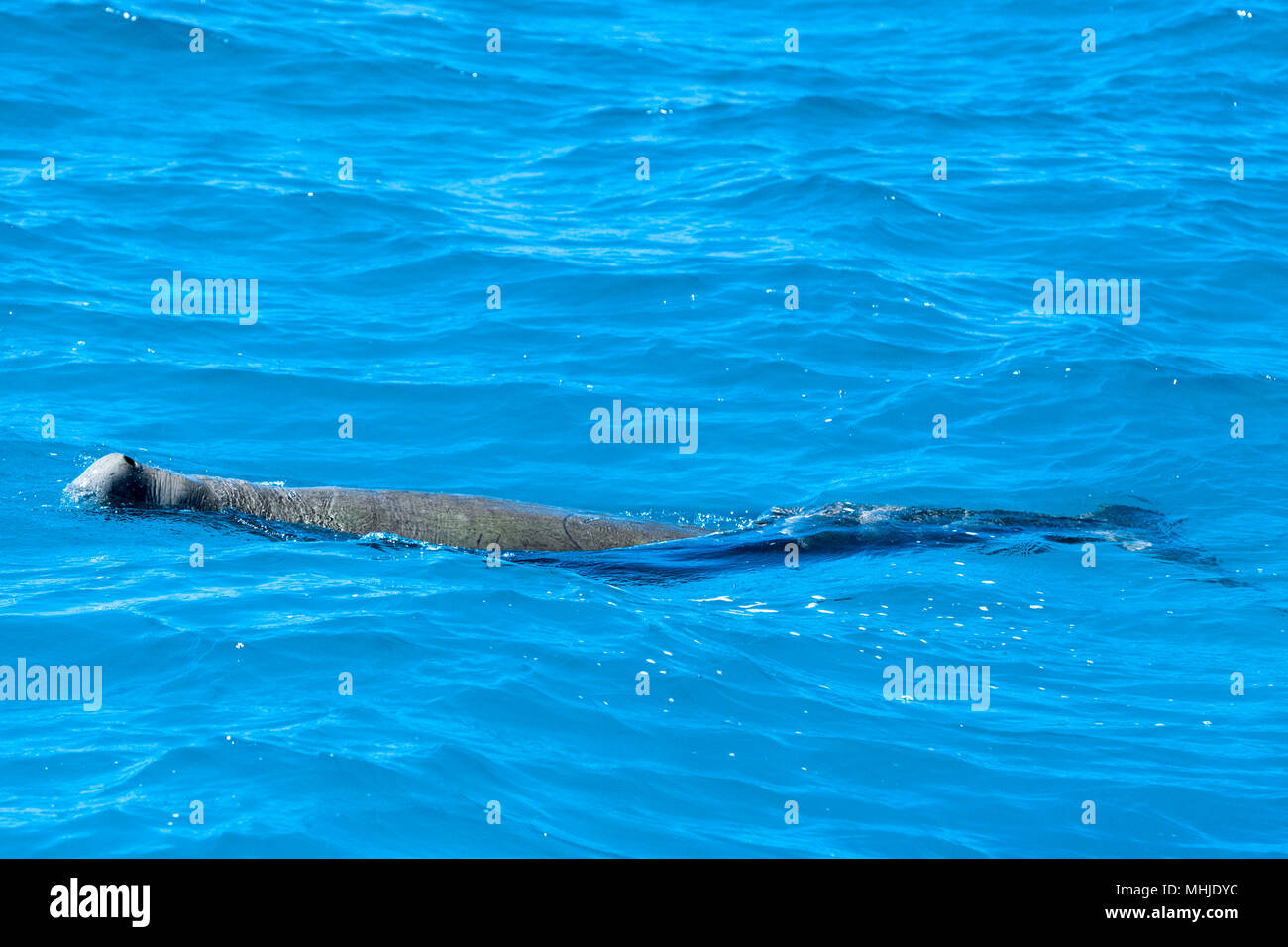 sea cow dugong while swimming on sea surface Stock Photo - Alamy
