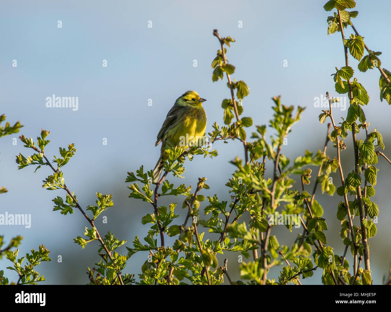 Yellowhammer hedge hi-res stock photography and images - Alamy