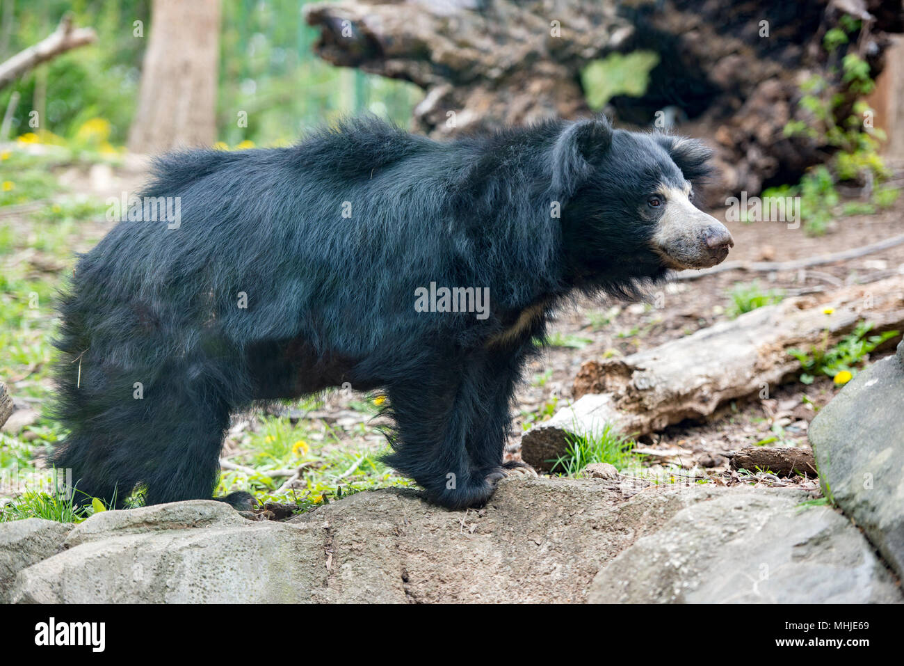 Sloth black asian bear portrait while looking at you Stock Photo - Alamy