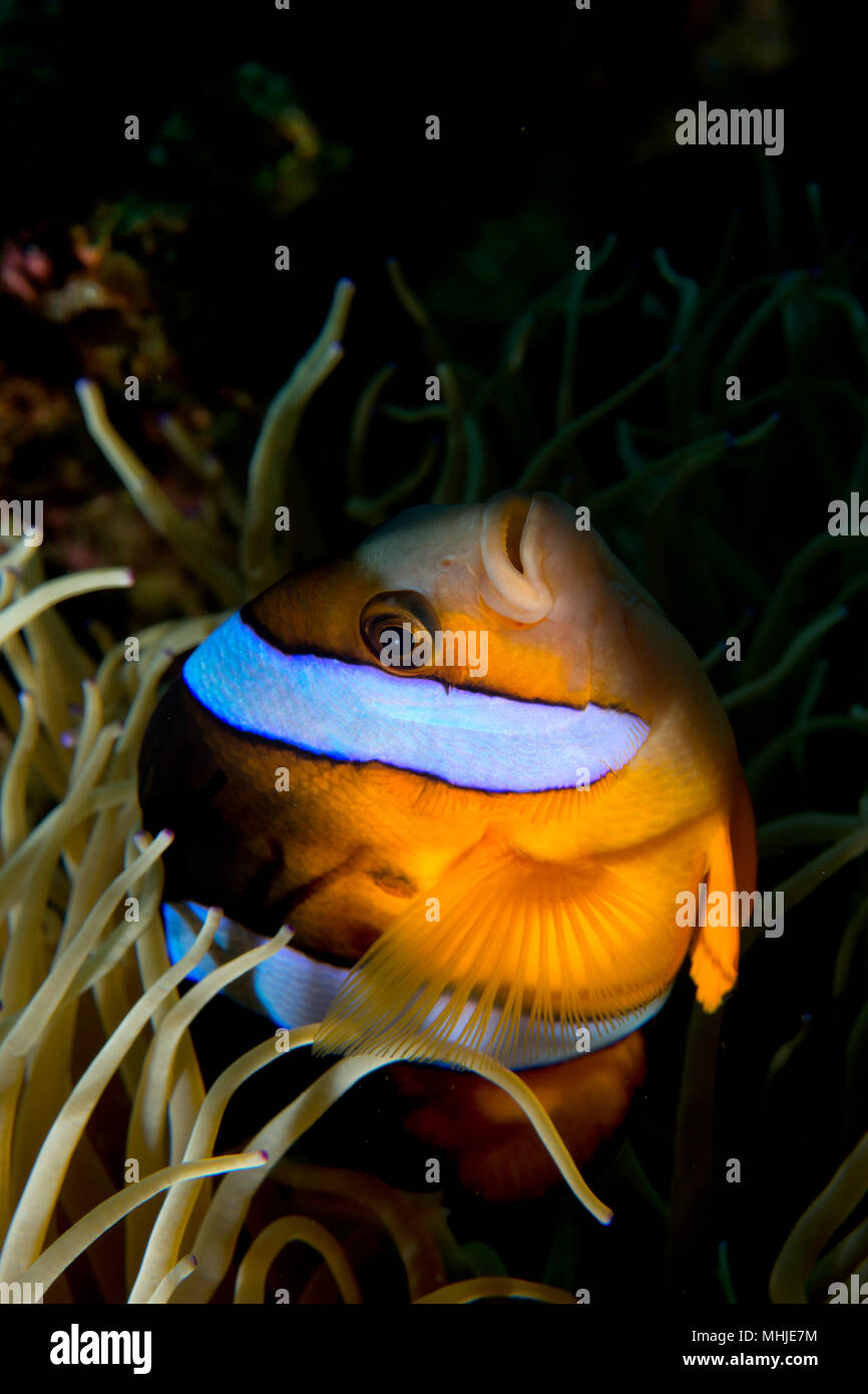 An isolated clown fish looking at you in Cebu Philippines Stock Photo ...