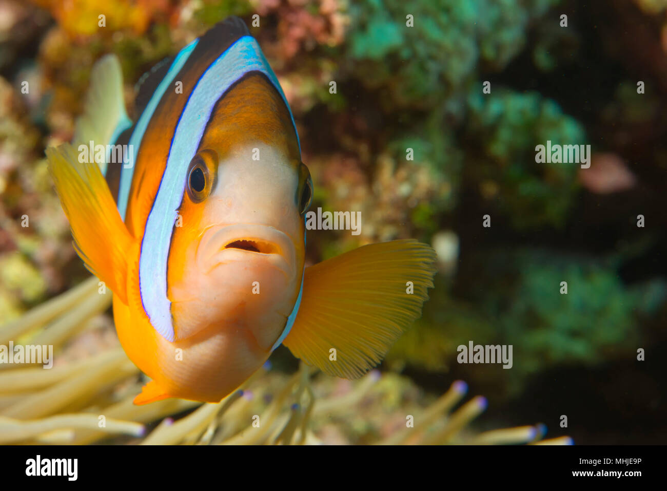 An isolated clown fish looking at you in Cebu Philippines Stock Photo ...