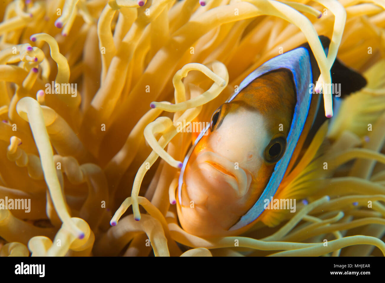 An isolated clown fish looking at you in Cebu Philippines Stock Photo ...