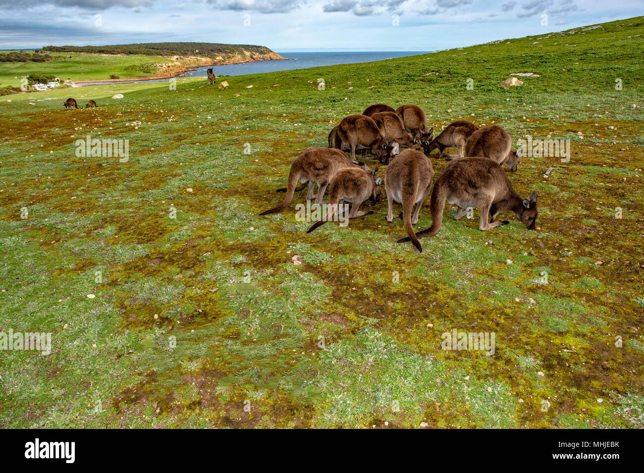 Australian kangaroos sunset in wild hi-res stock photography and images ...