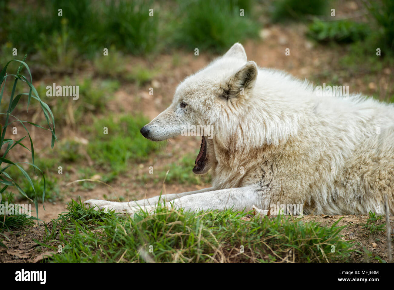White wolf yellowstone hi-res stock photography and images - Alamy
