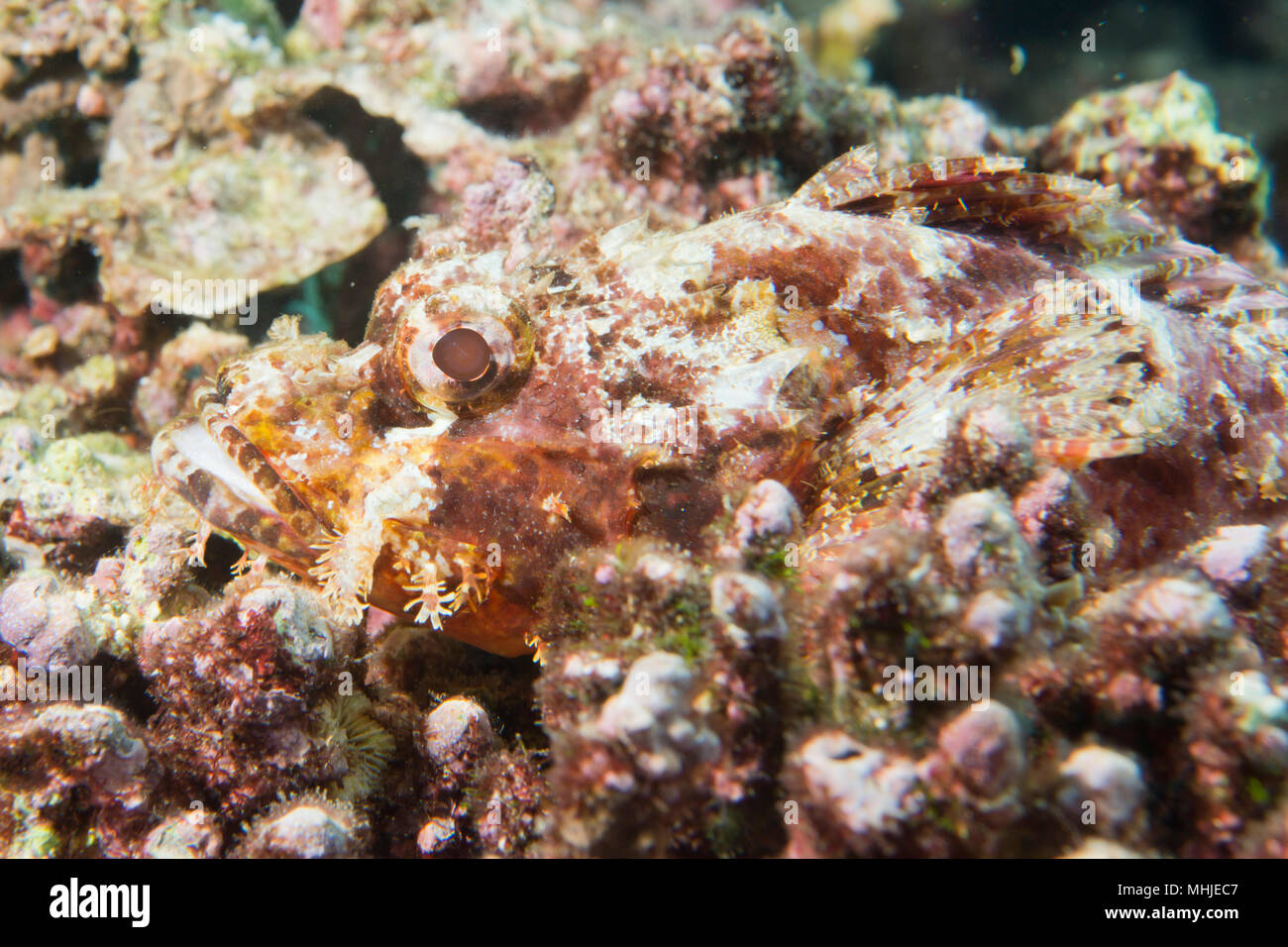 Dangerous Stone Fish close up underwater portrait Stock Photo - Alamy