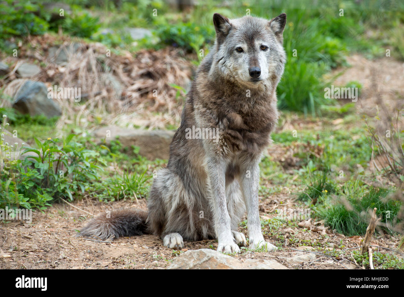 Grey wolf close up hi-res stock photography and images - Alamy