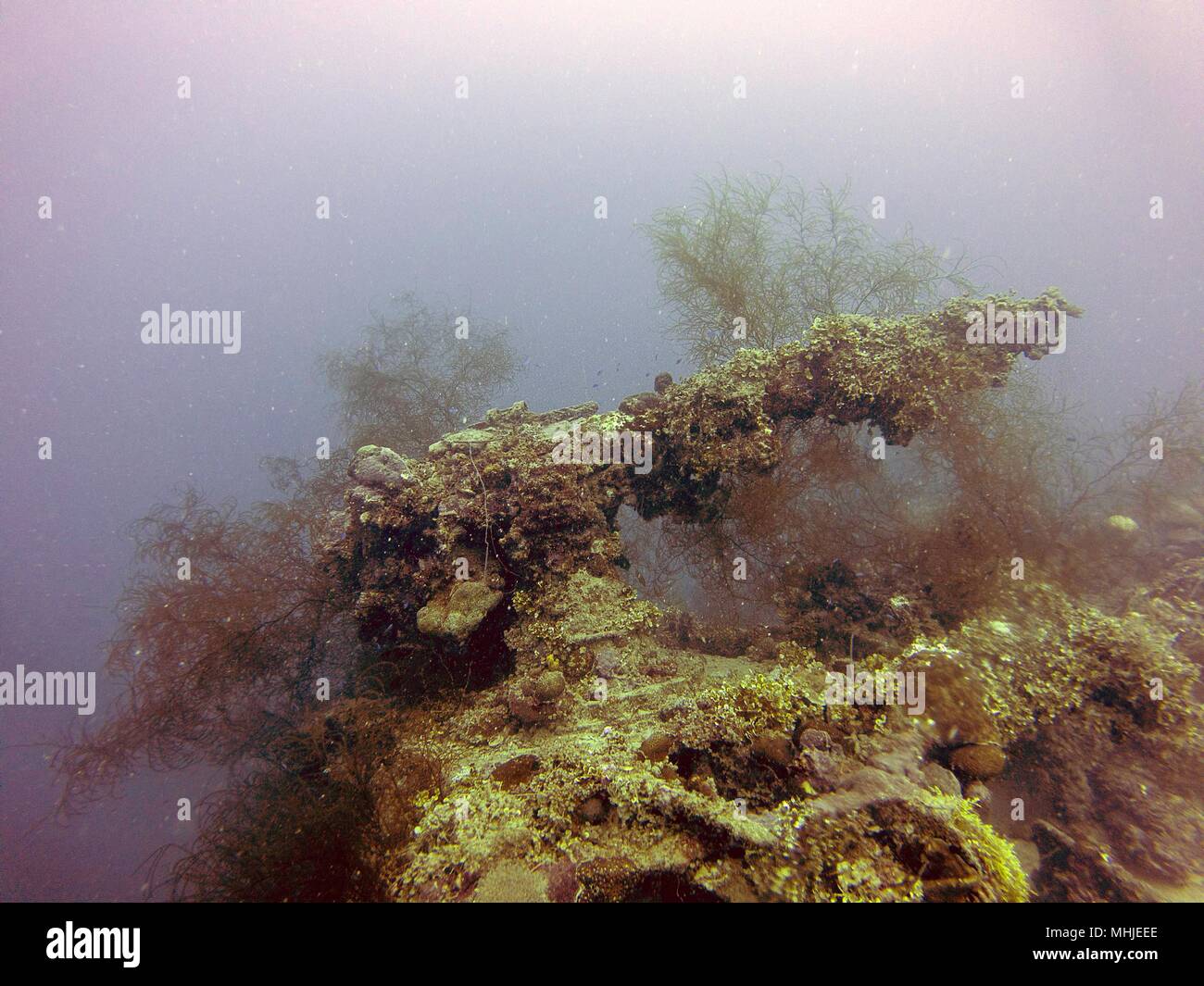Coral encrusted deck gun on the wreck of a cargo ship sunk at Truk ...