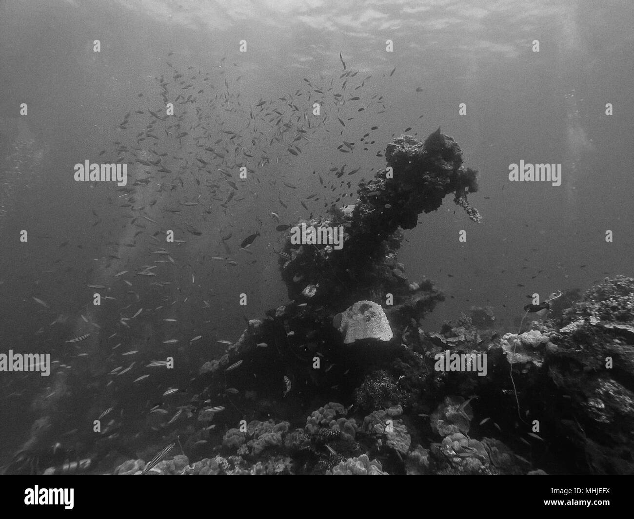 Coral encrusted deck gun on the wreck of a cargo ship sunk at Truk ...