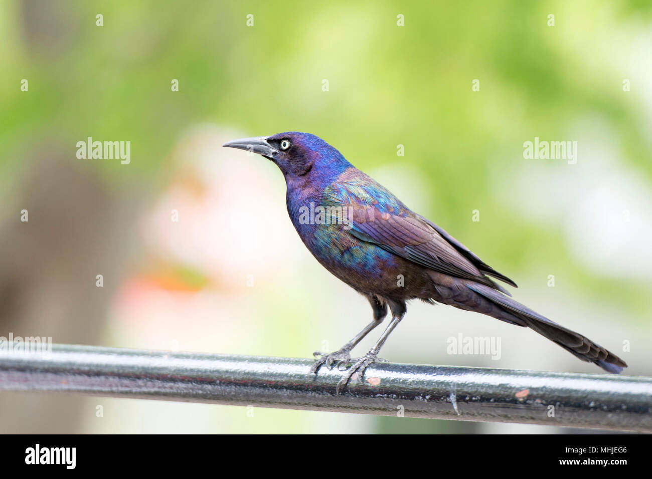 Rainbow Raven portrait on iron bar Stock Photo - Alamy