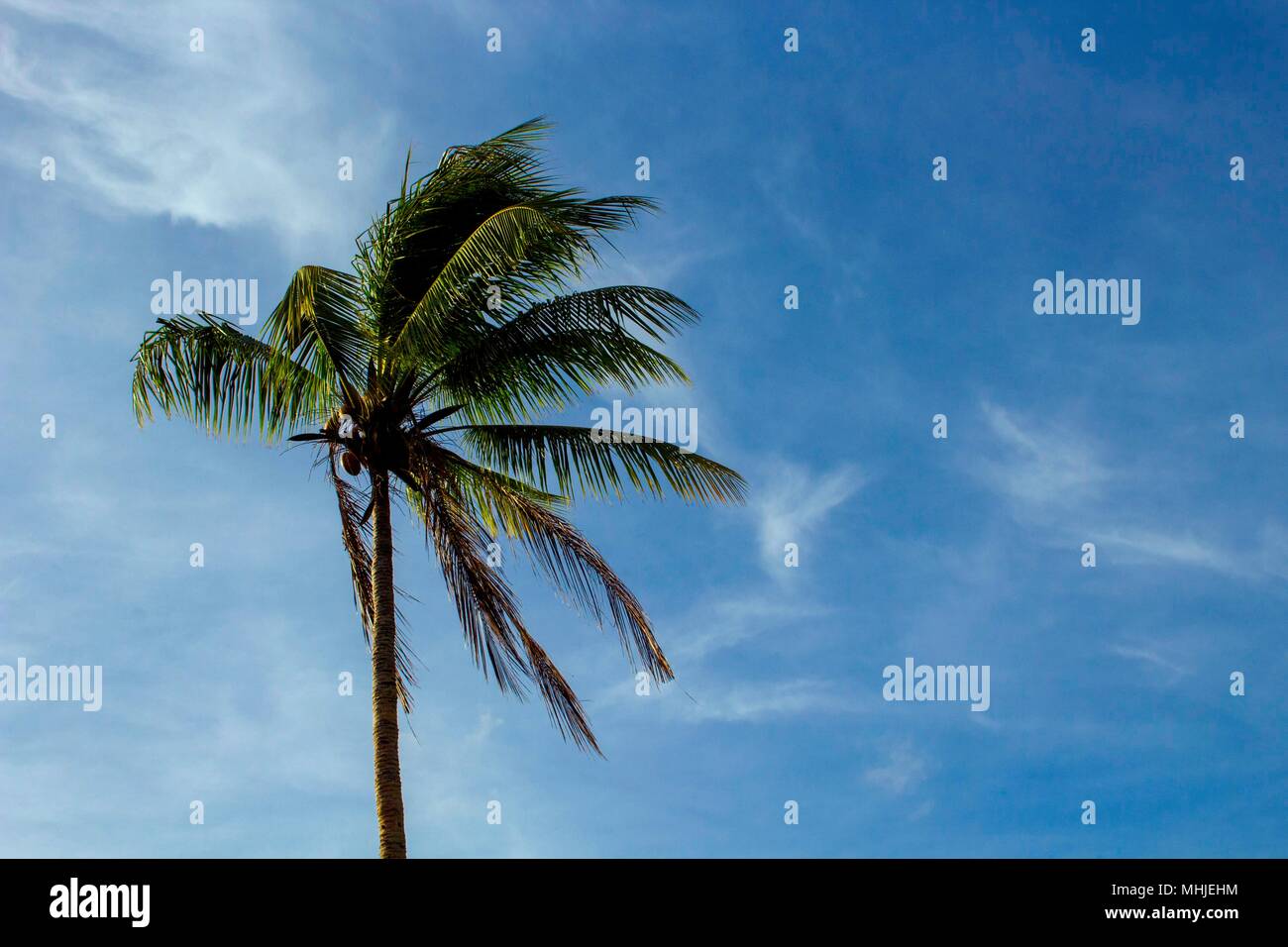 A single palm tree with a blue sky and a few clouds in the South ...