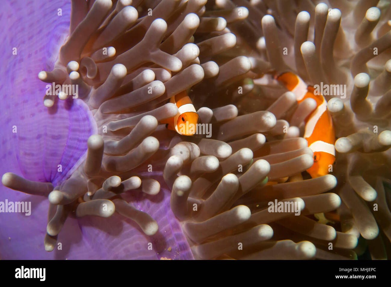 A clown fish family portrait Stock Photo - Alamy