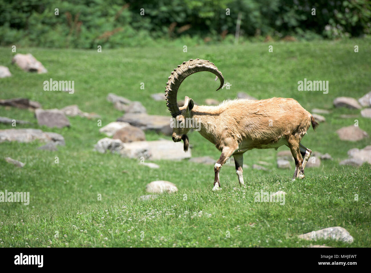 African ibex long horn sheep Steinbock on the grass Stock Photo - Alamy