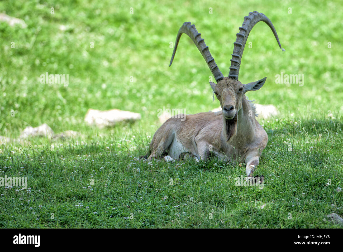 Long horn sheep hi-res stock photography and images - Alamy