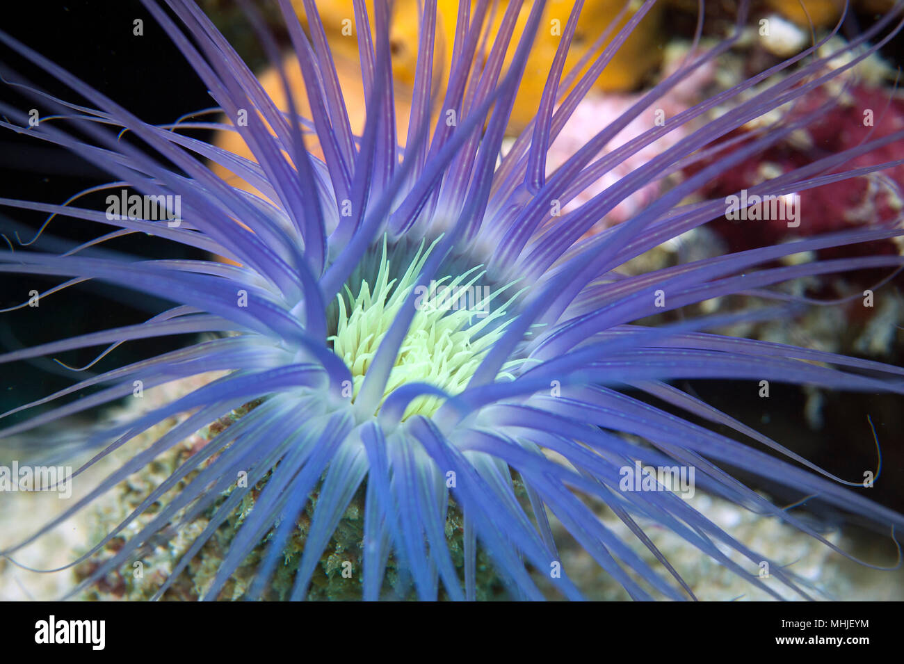 An isolated light blue sea worm like an underwater flower Stock Photo ...