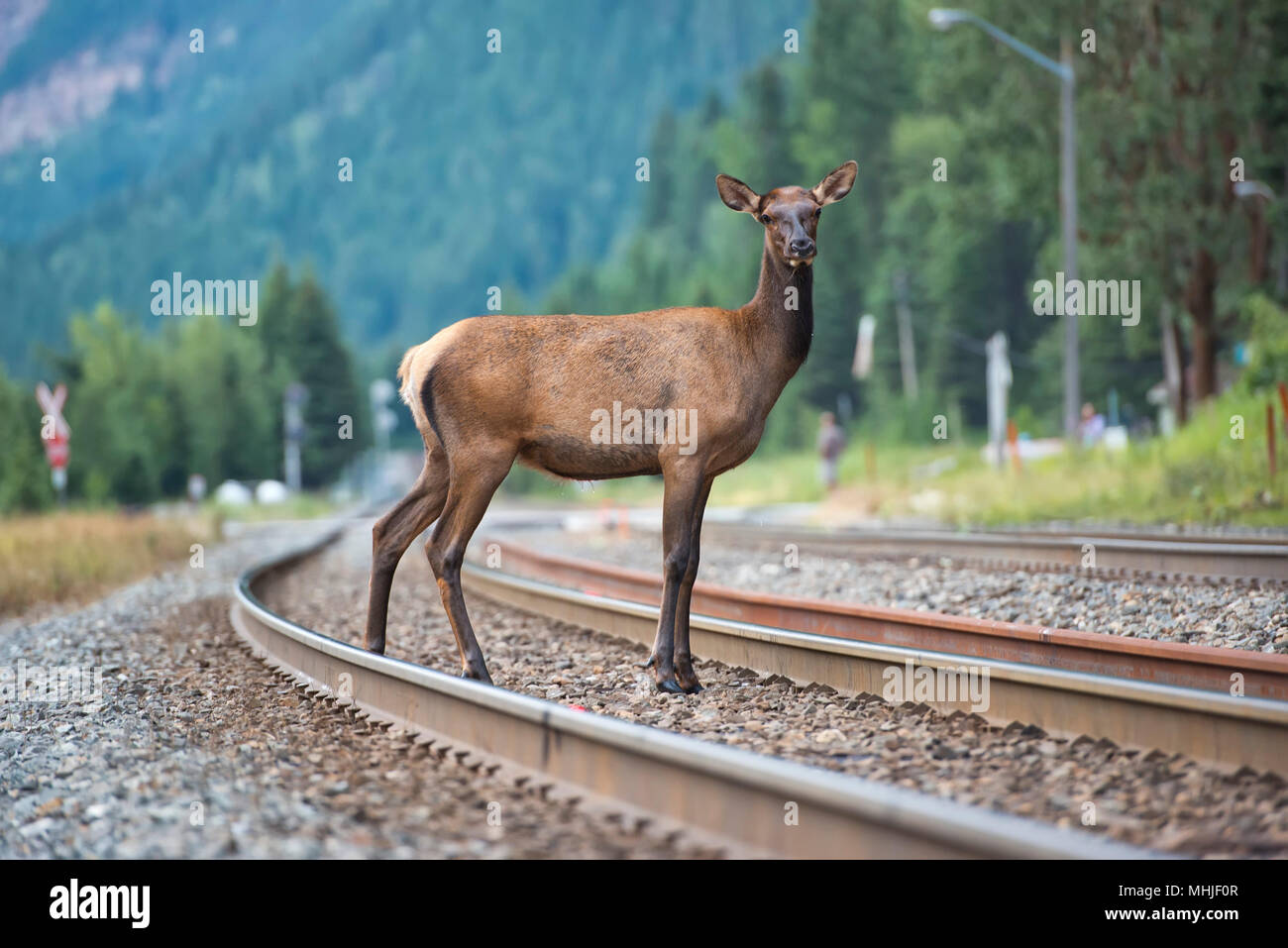 Deer railway hi-res stock photography and images - Alamy