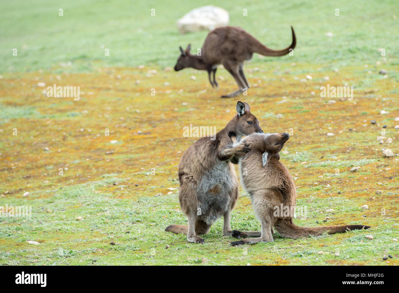 Kangaroos family hi-res stock photography and images - Alamy