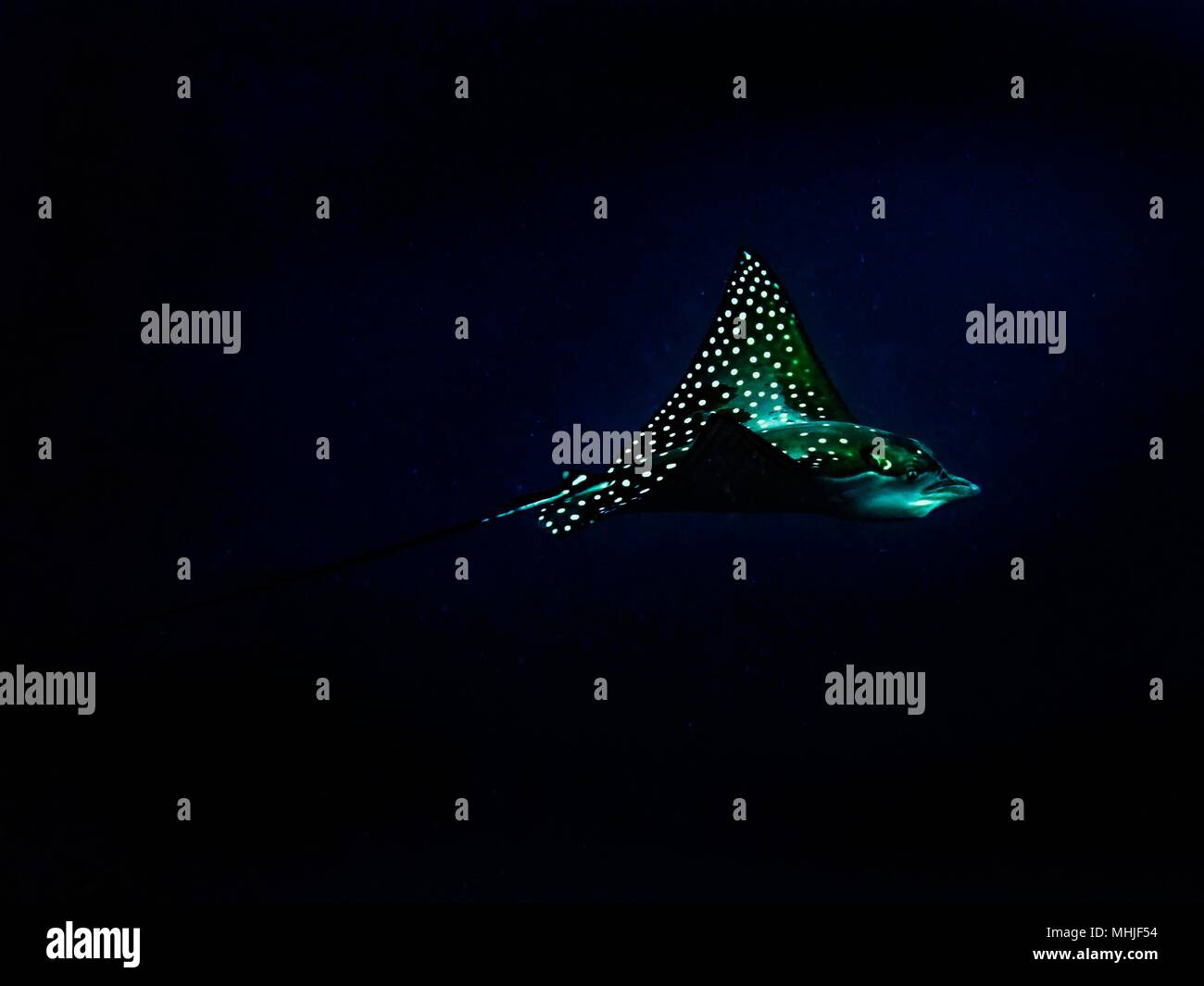 White spotted eagle ray hi-res stock photography and images - Alamy