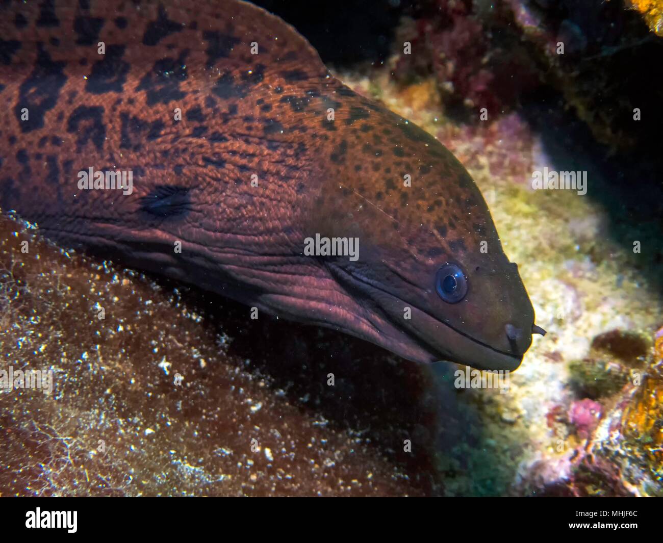 Brown moray eel hi-res stock photography and images - Alamy