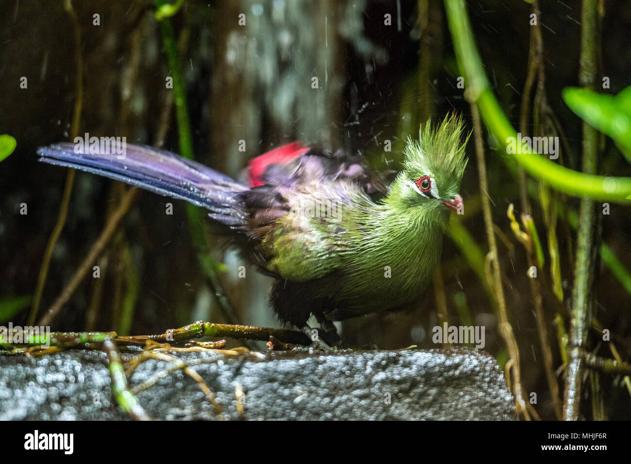 tropical bird under the rain portrait Stock Photo - Alamy