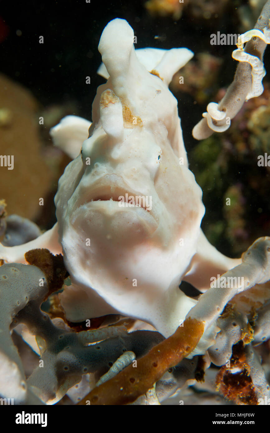 Pescador cebu hi-res stock photography and images - Alamy