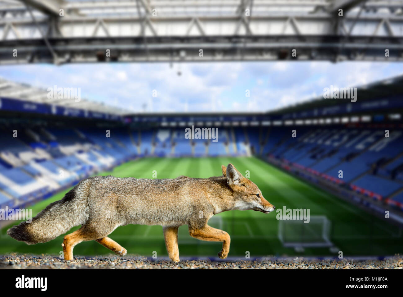 Blue fox leicester city football club premier league champions 2016 ...