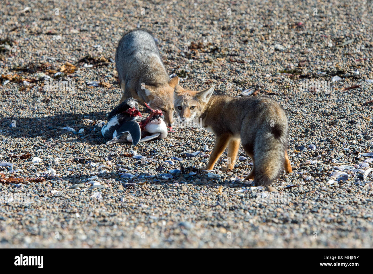 grey fox eating a penguin and fighting Stock Photo - Alamy