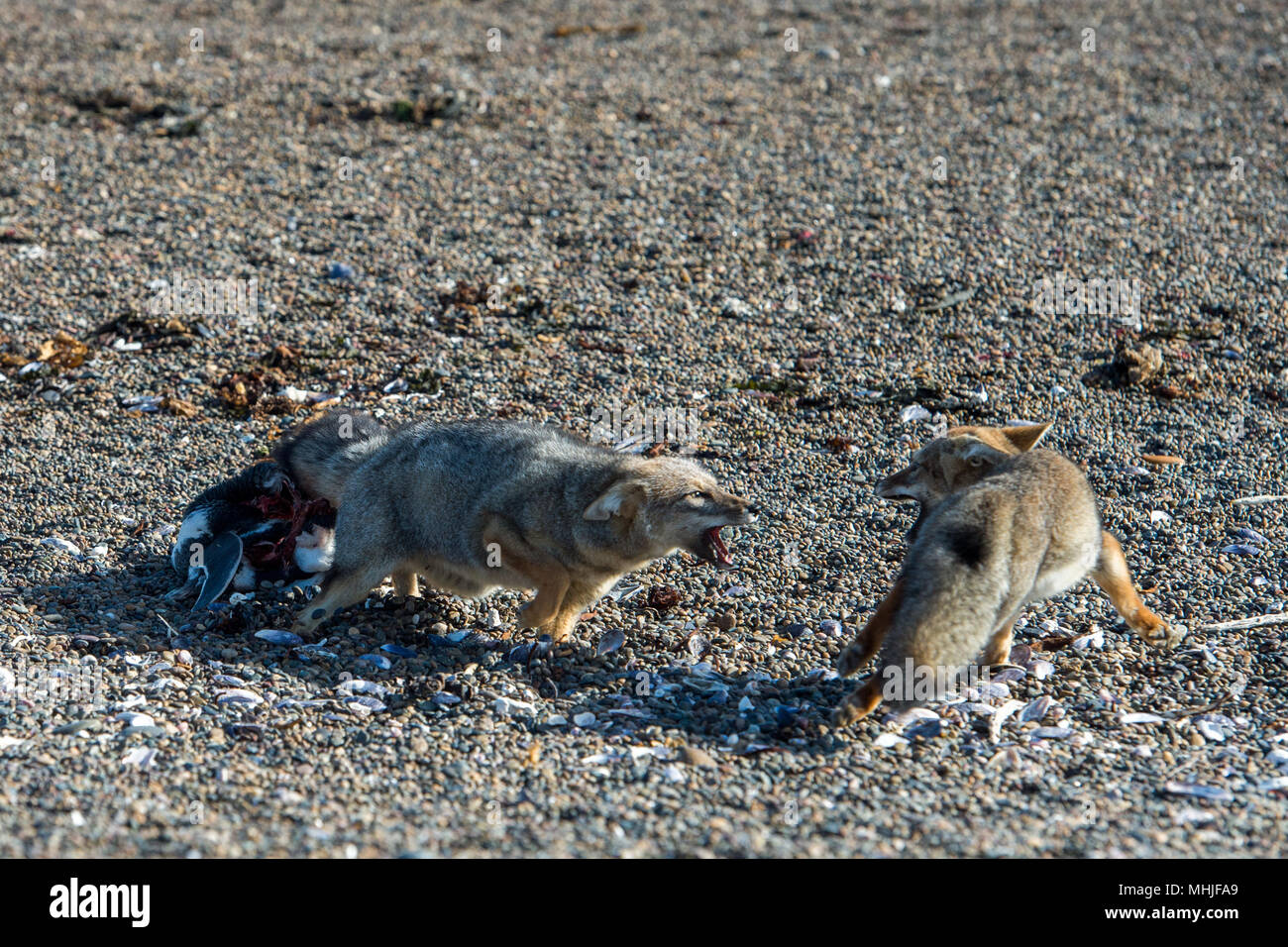 grey fox eating a penguin and fighting Stock Photo - Alamy