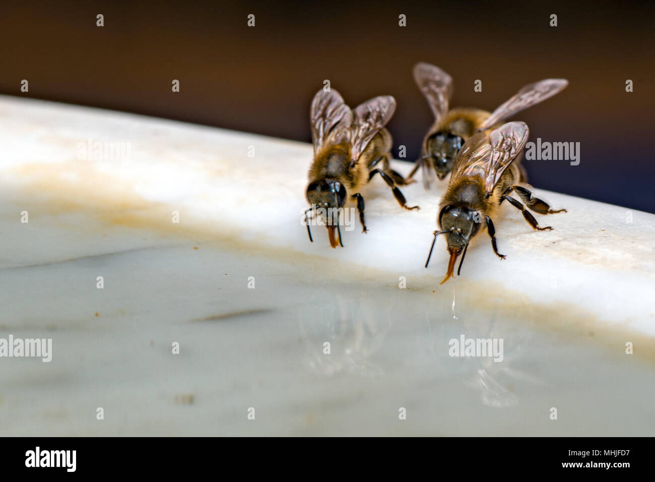 Bee insect while drinking water detail Stock Photo - Alamy