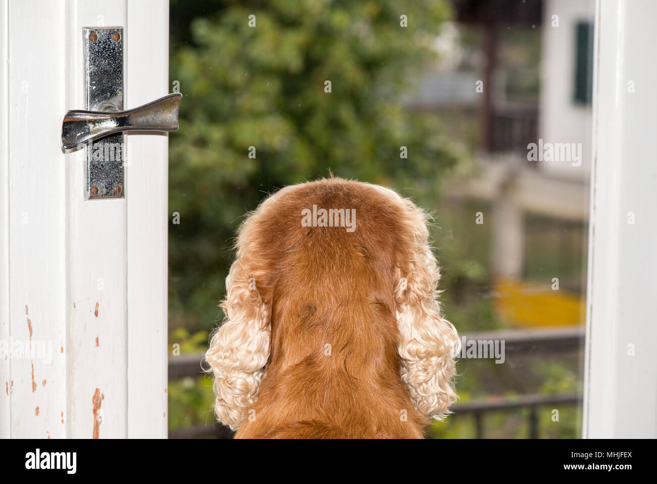 Cocker Spaniel Dog waiting at the window Stock Photo - Alamy