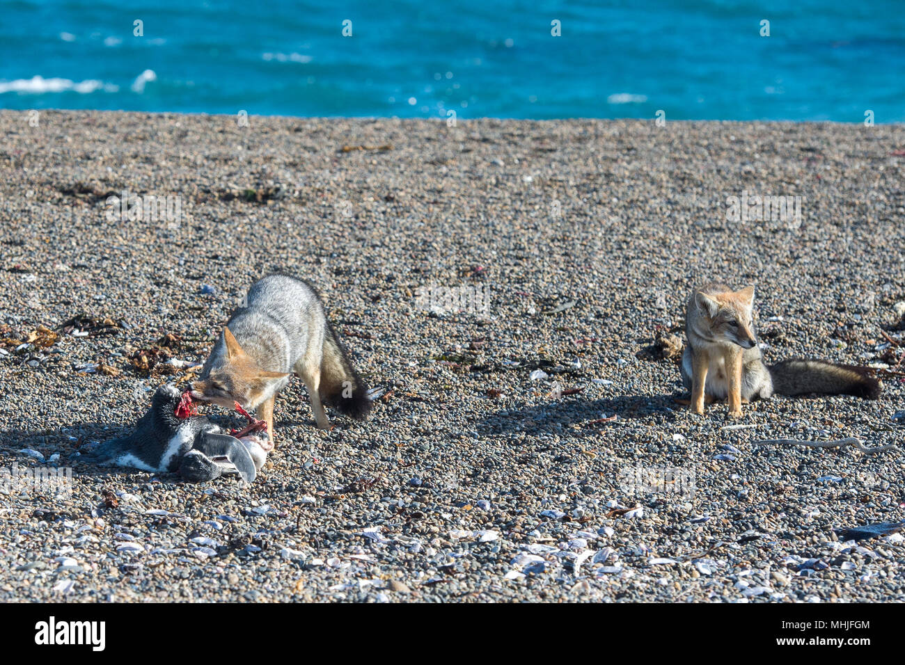 grey fox eating a penguin and fighting Stock Photo - Alamy