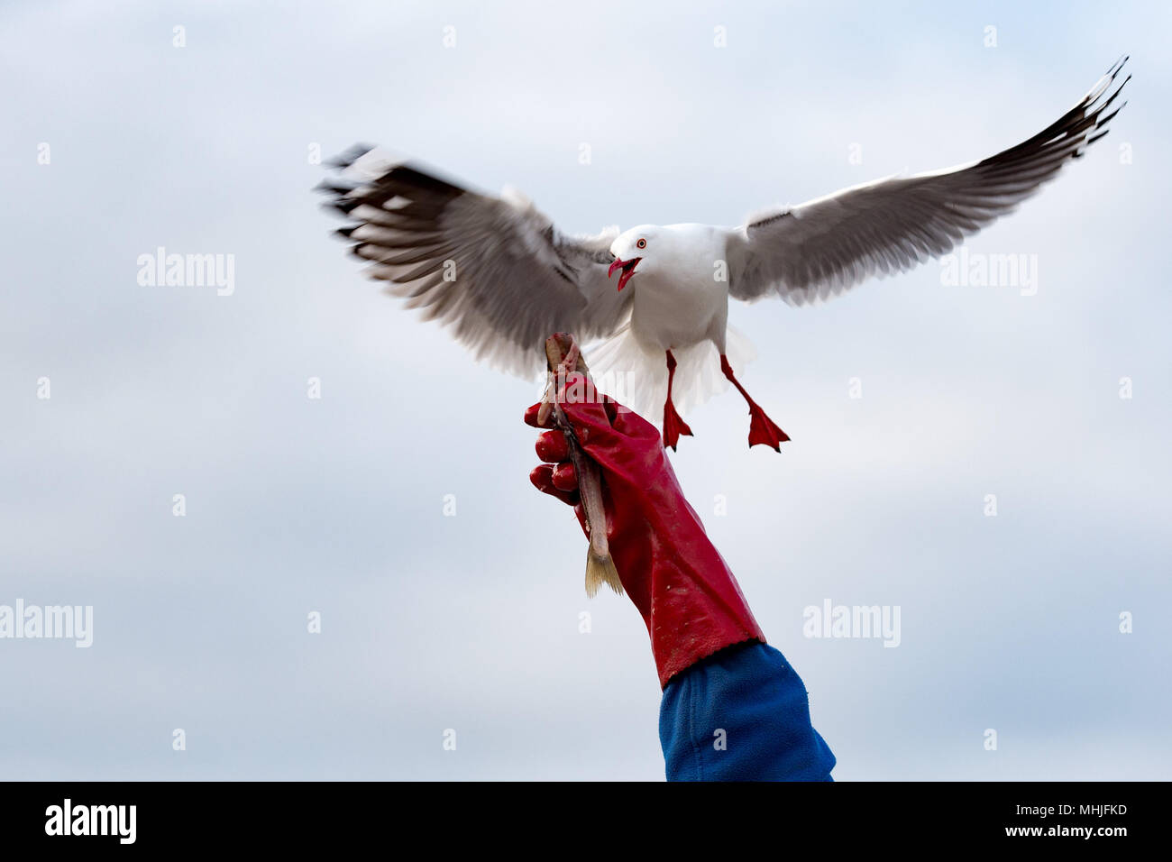 seagull while eating a fish flying on the sky background Stock Photo ...