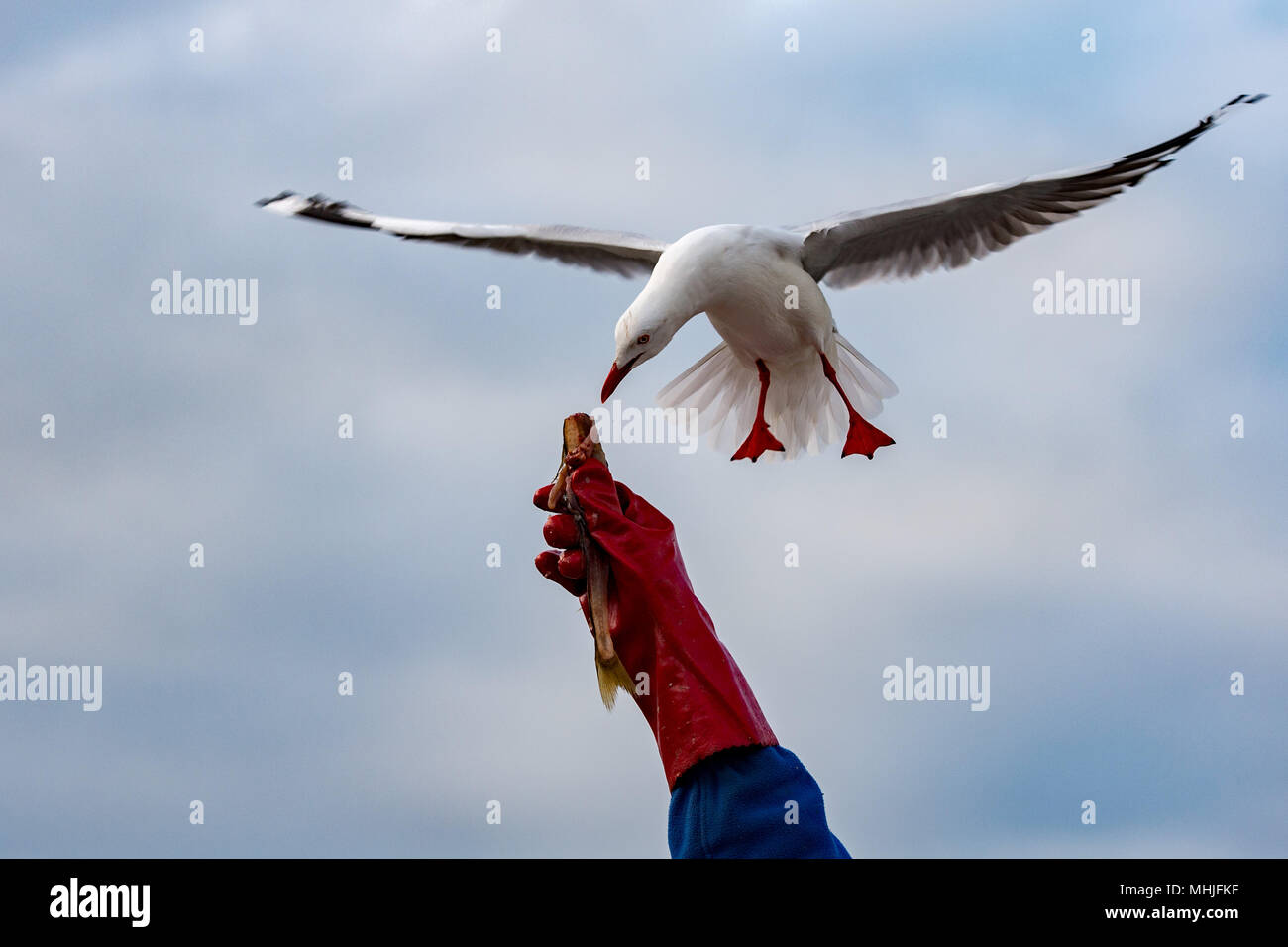 seagull while eating a fish flying on the sky background Stock Photo ...
