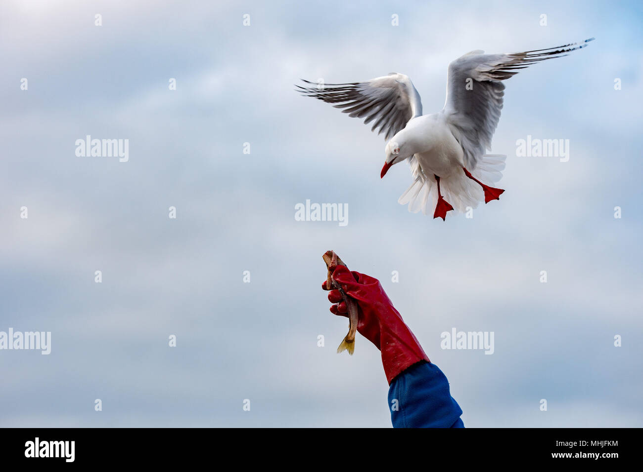 seagull while eating a fish flying on the sky background Stock Photo ...